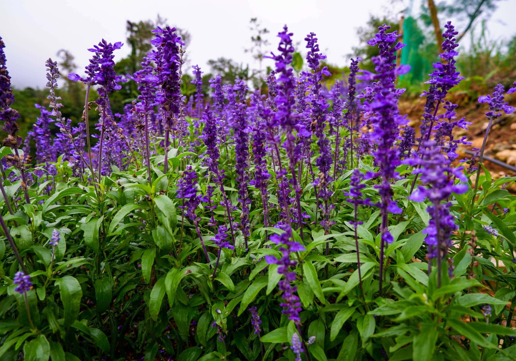 Salvia Addiction: Signs, Effects and Treatment