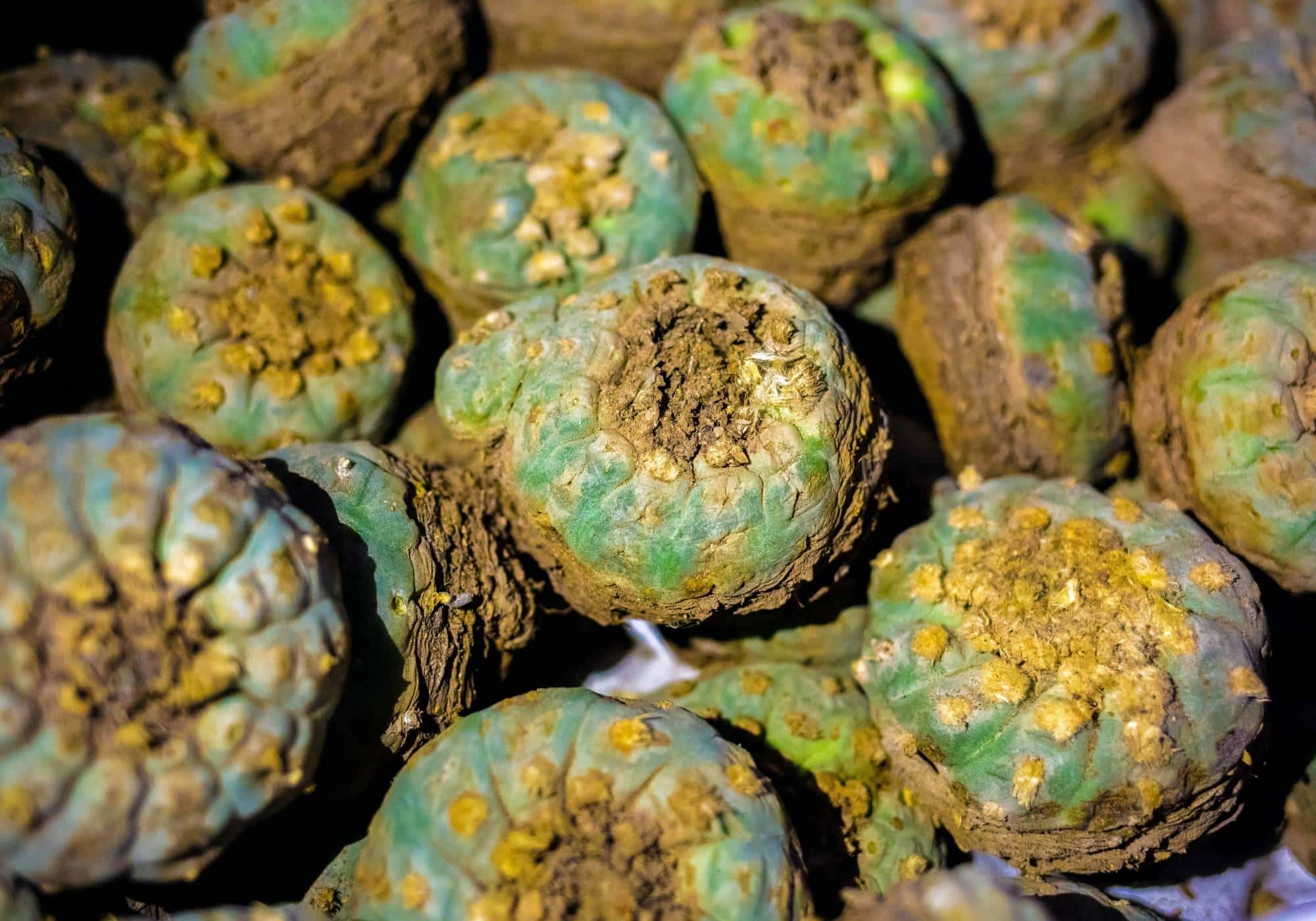 Identifying Substances: What Different Drugs Smell Like?