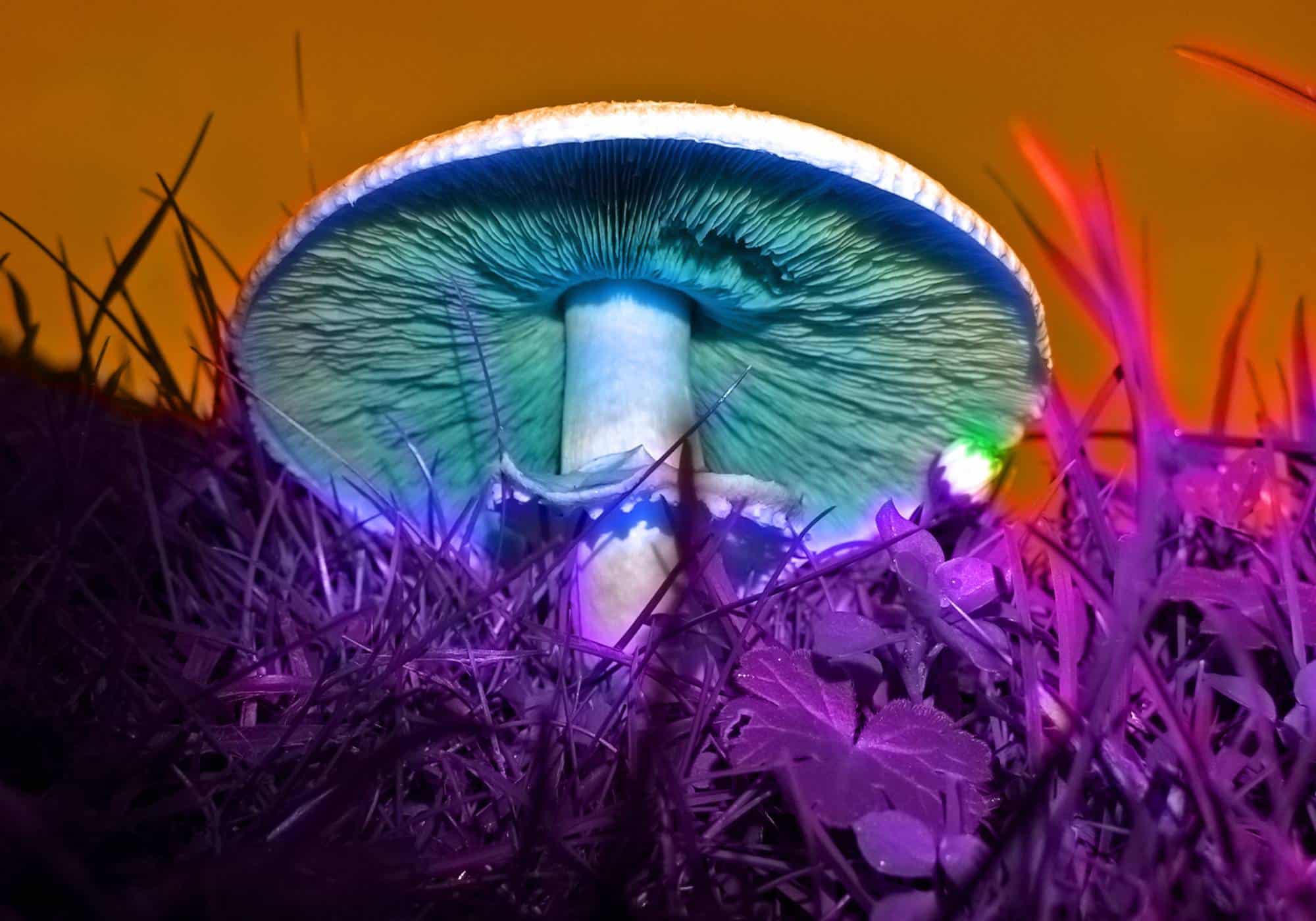 Can You Overdose on Shrooms?