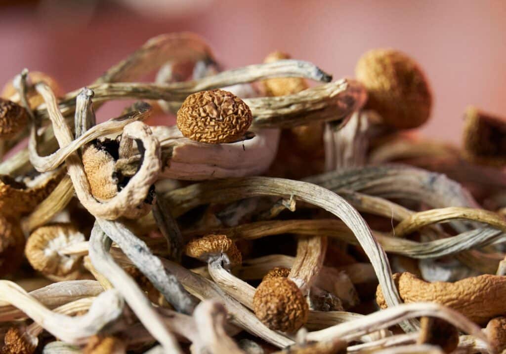 When Do Shrooms Kick In? Onset, Peak, and How Long They Last