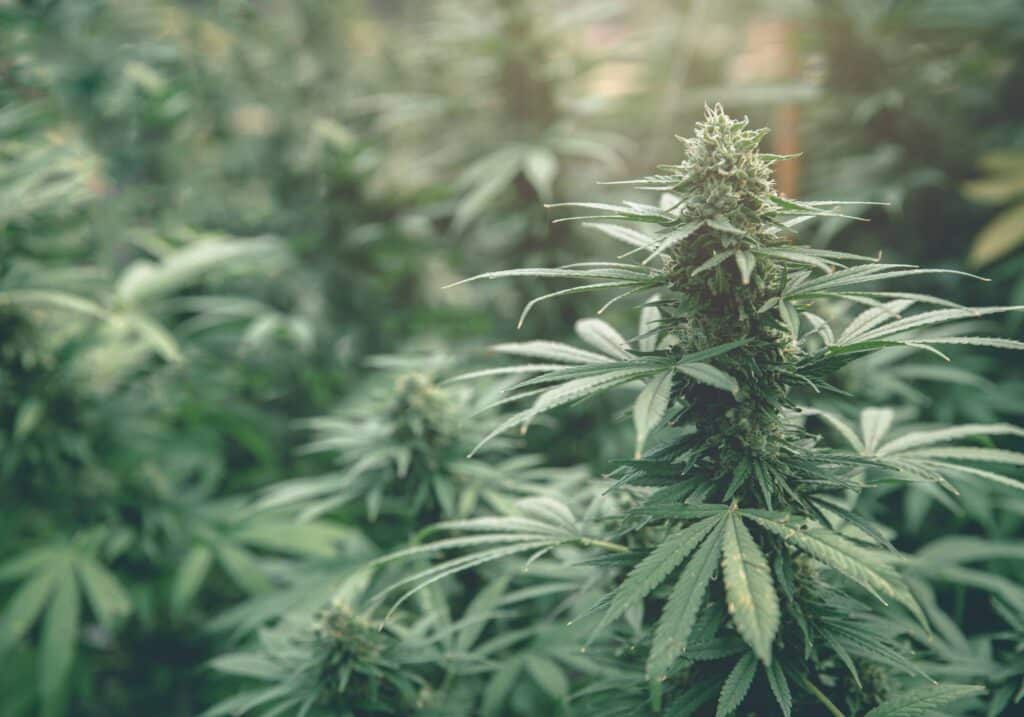 What are the Different Types of Weed?