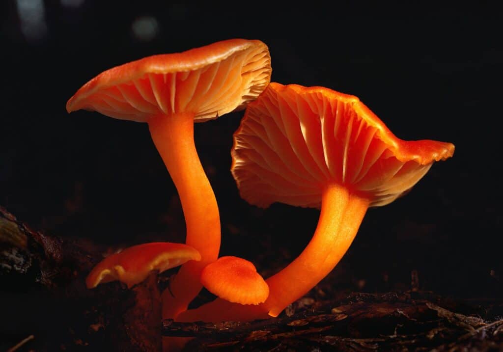 Psilocybin Identification: How to Identity Psilocybin